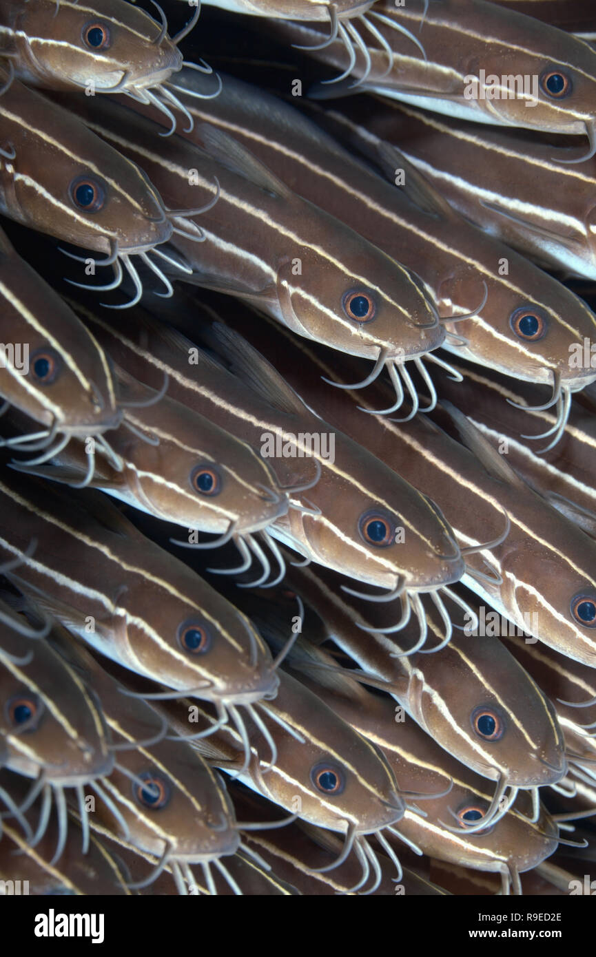 A school of striped eel catfish in the Red Sea, Egypt Stock Photo - Alamy