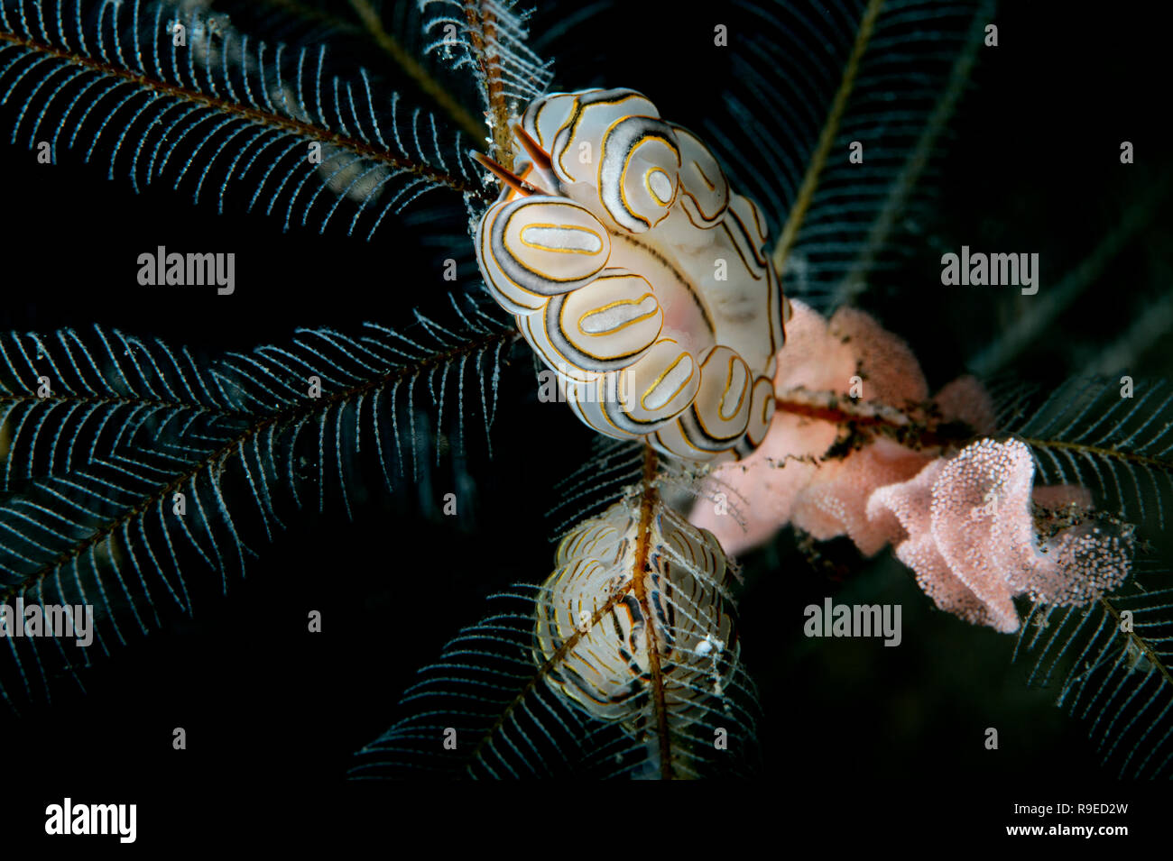 Macro paradise - two Doto sp. nudibranches laying eggs close up photo ...