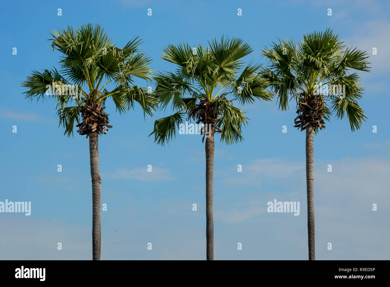 Tal palm hi-res stock photography and images - Alamy