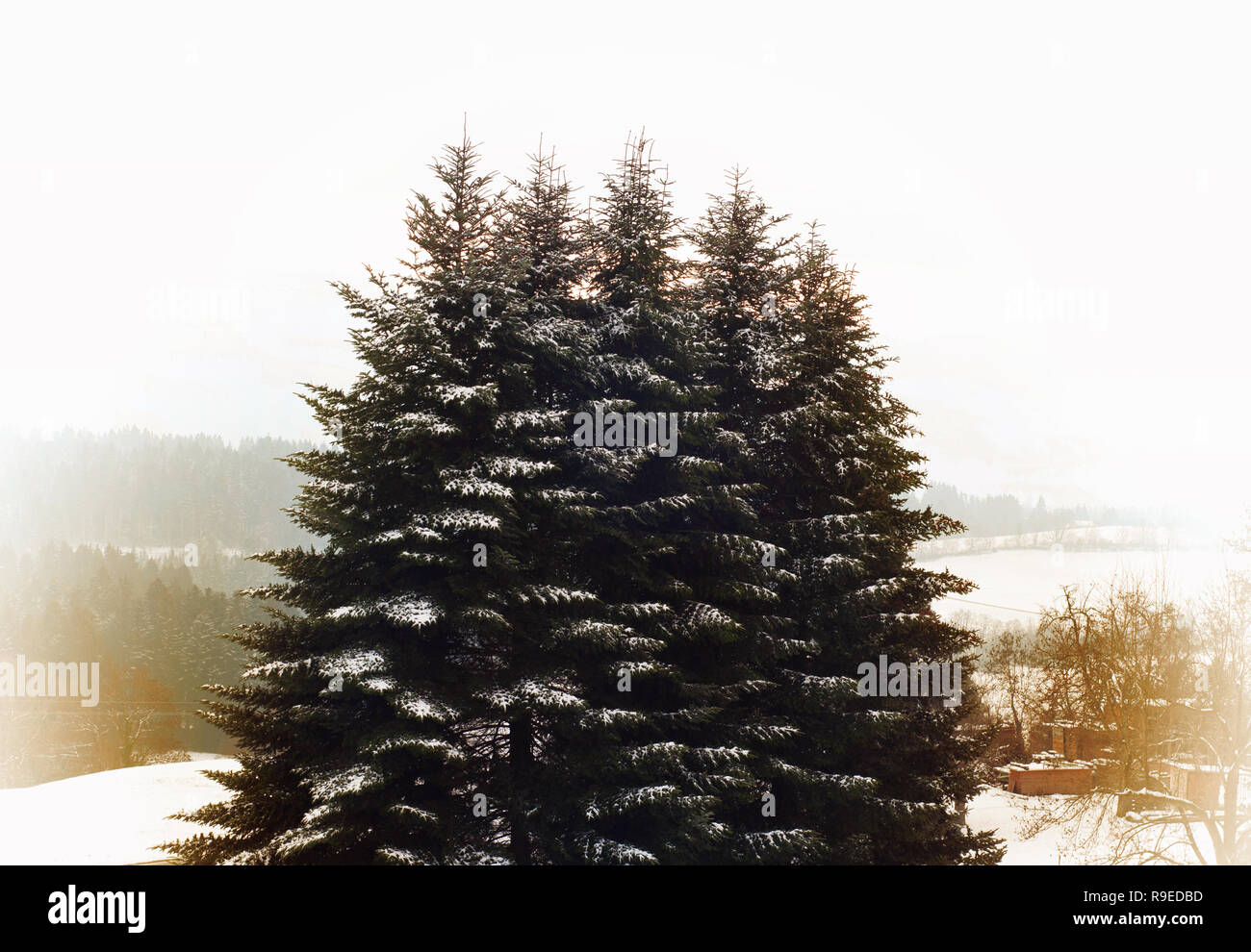 Snow-covered pine trees blue toned with copy space. Winter landscape ...