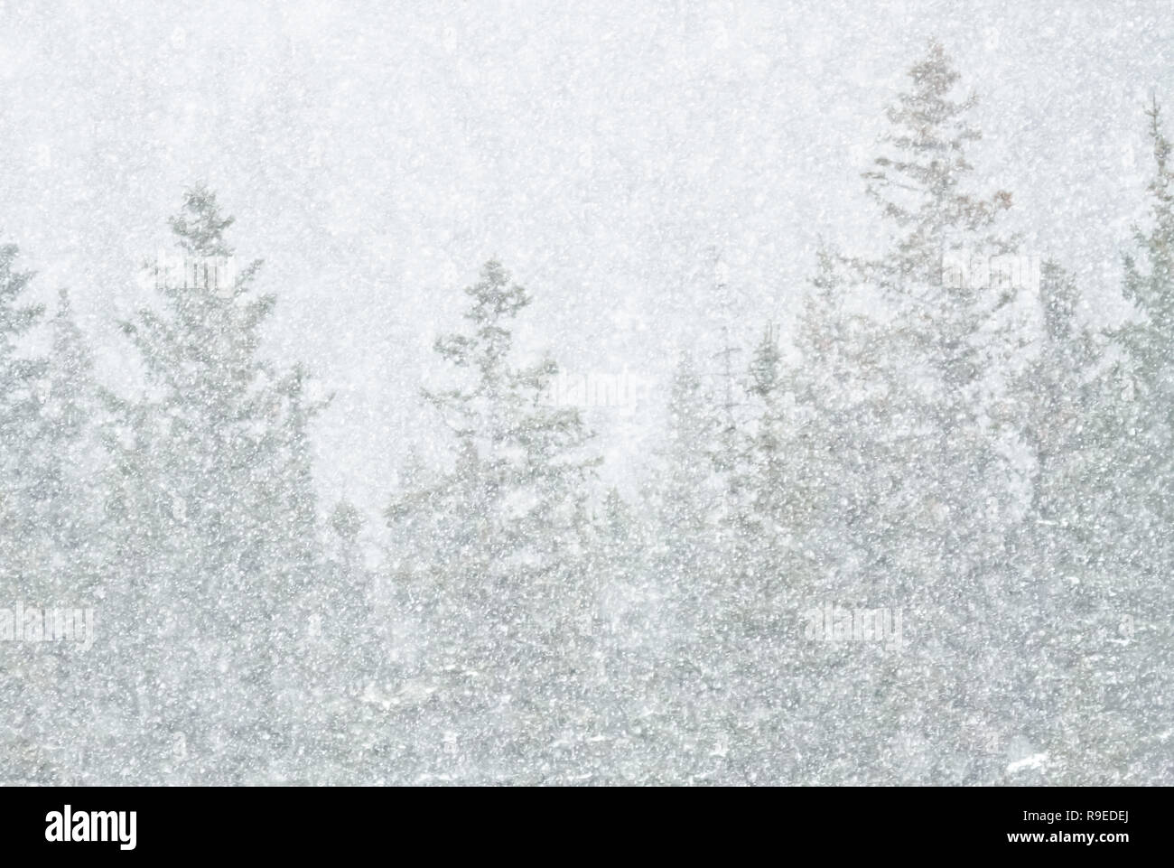Heavy snow in Canadian Rockies on a winter day blends with trees to ...