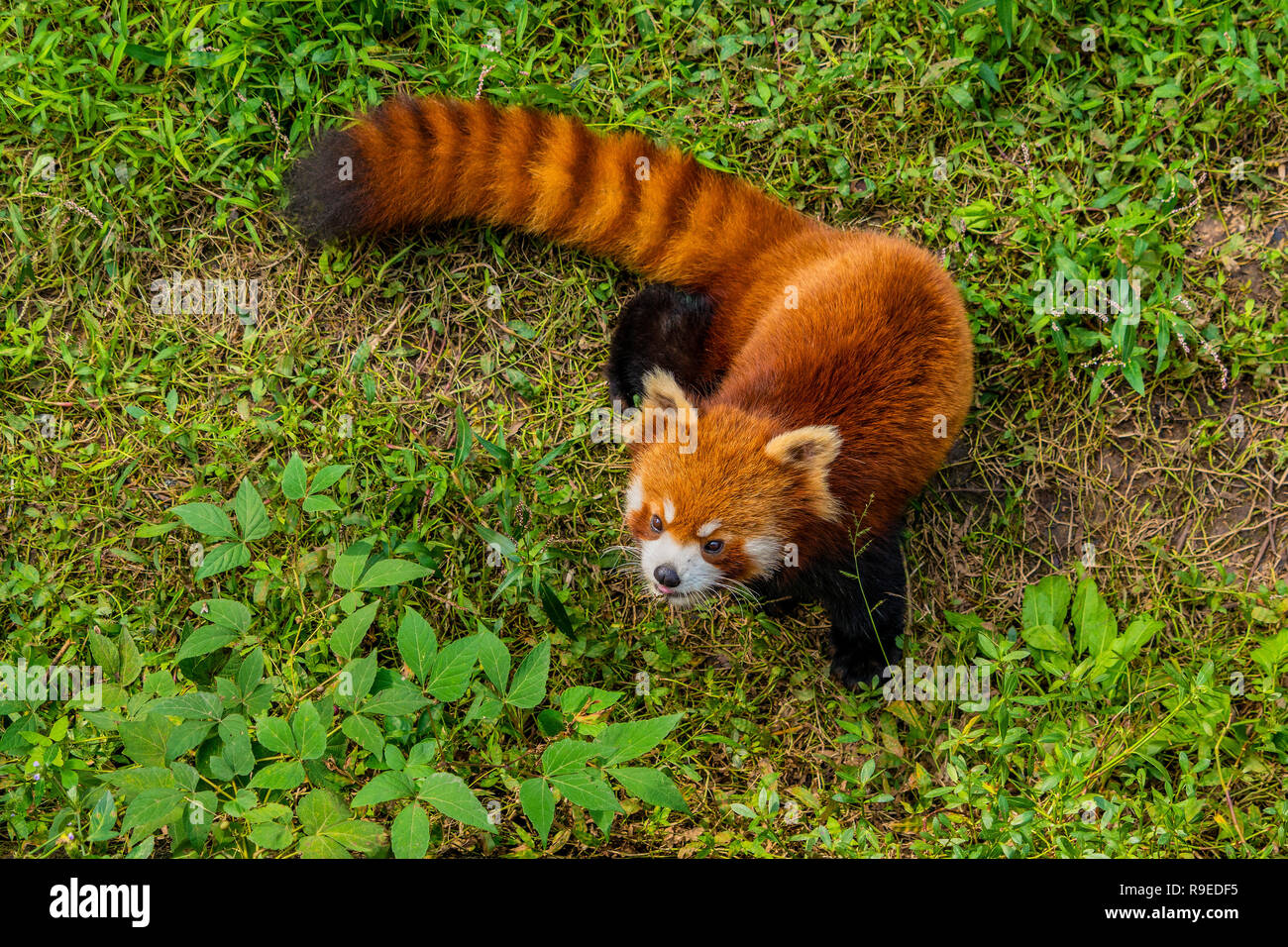 Red Panda Looks Up Stock Photo - Alamy