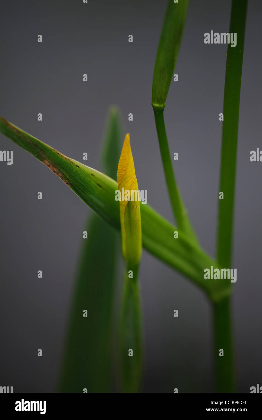 Yellow lilly bud from the Lima river bank, north of Portugal Stock ...