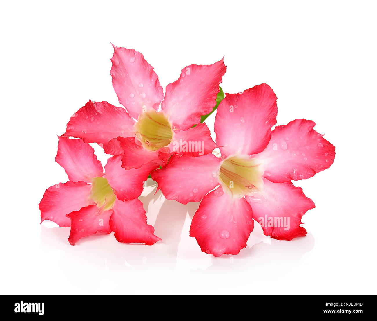 Desert rose isolated on white hi-res stock photography and images - Alamy