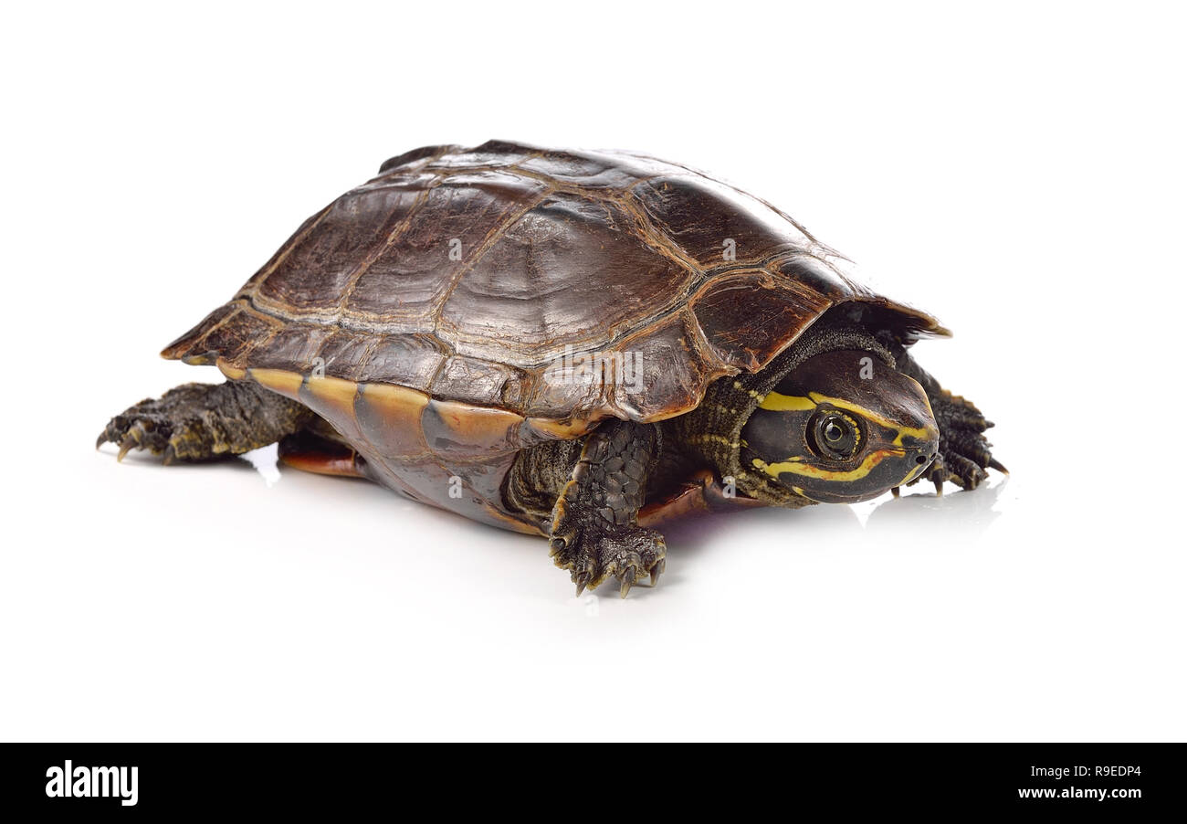 turtle on white background Stock Photo - Alamy