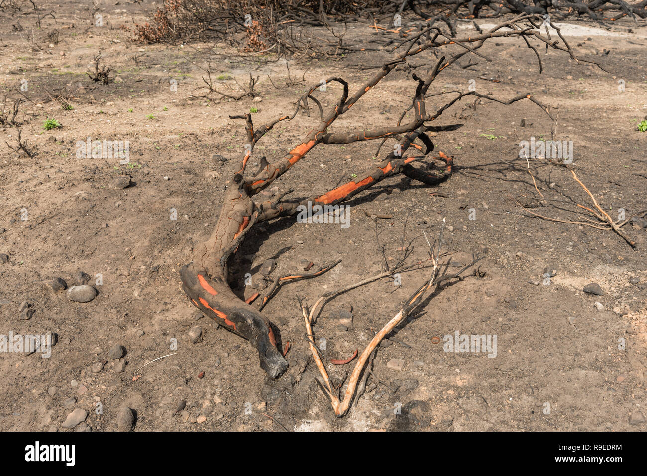 Aftermath of the Woolsey fire at the El Matador State Beach in Malibu ...