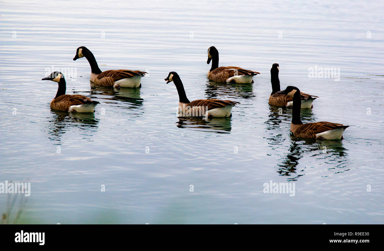 a walk around the pond Stock Photo - Alamy