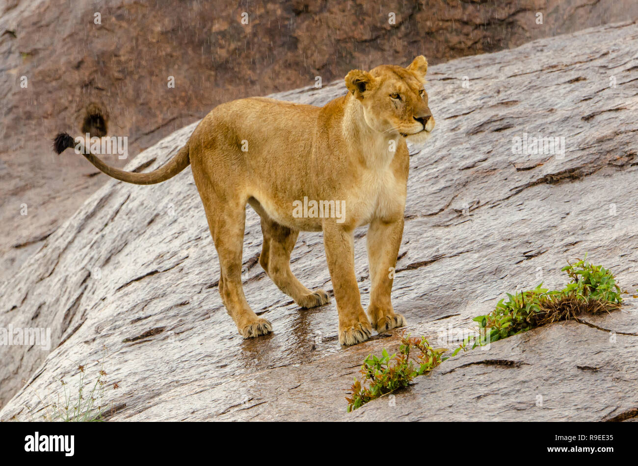 Lioness (Panthera leo) on the prowl in Tanzania, Africa Stock Photo - Alamy
