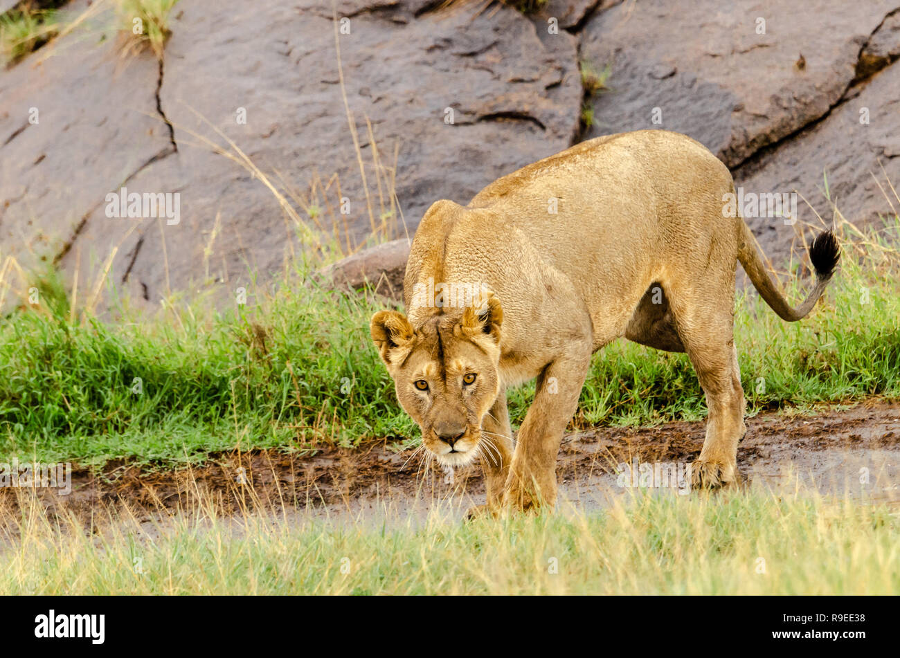 Lioness (Panthera leo) on the prowl in Tanzania, Africa Stock Photo - Alamy