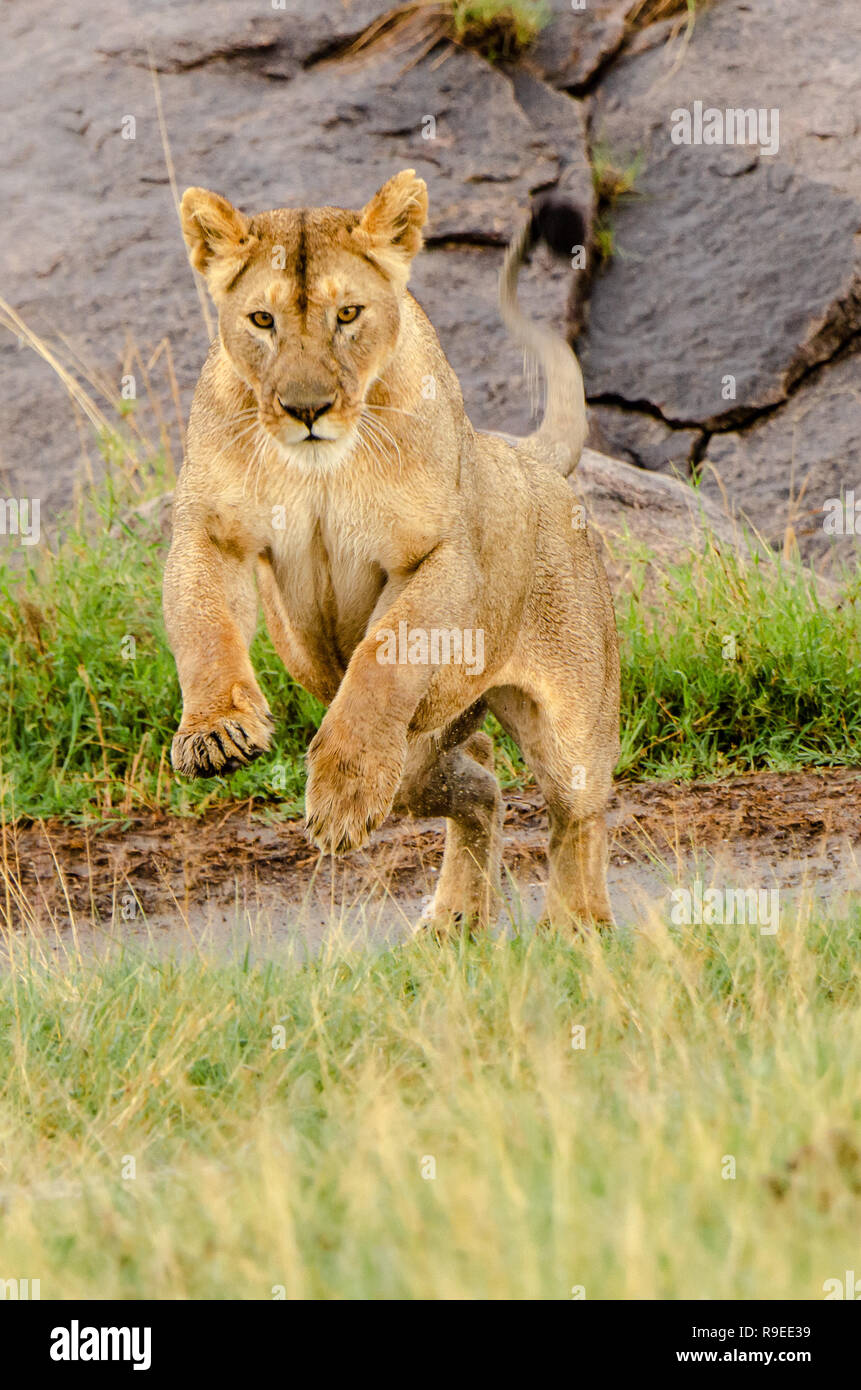 Lioness Leaping