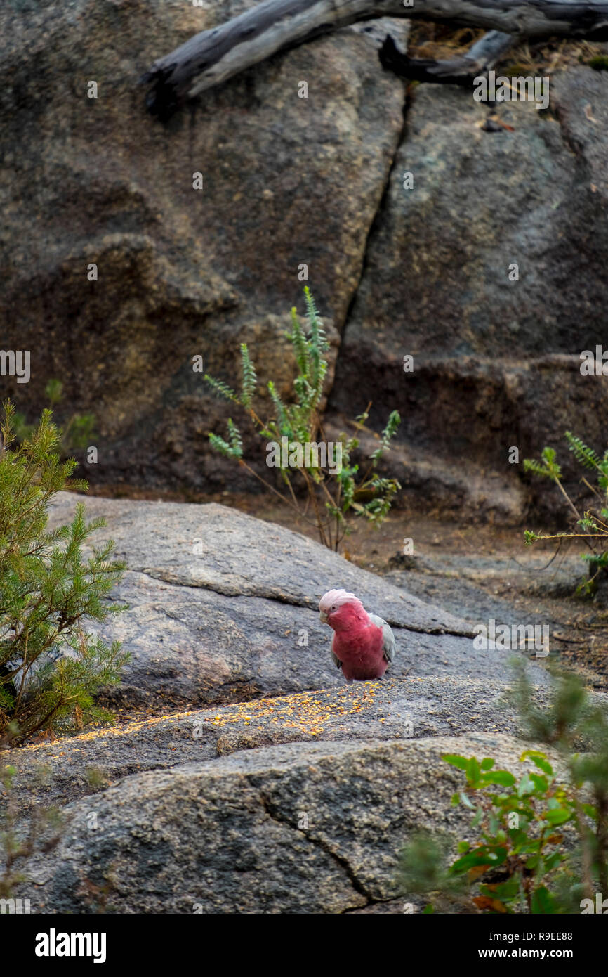 Galah - Australian Pink and Grey cockatoo parrot Stock Photo - Alamy