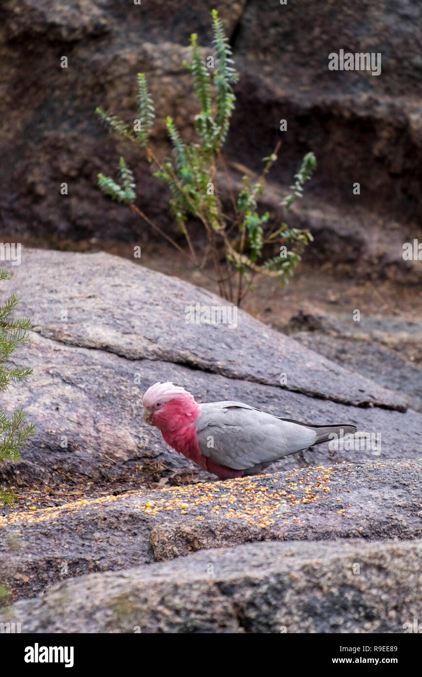Galah - Australian Pink and Grey cockatoo parrot Stock Photo - Alamy