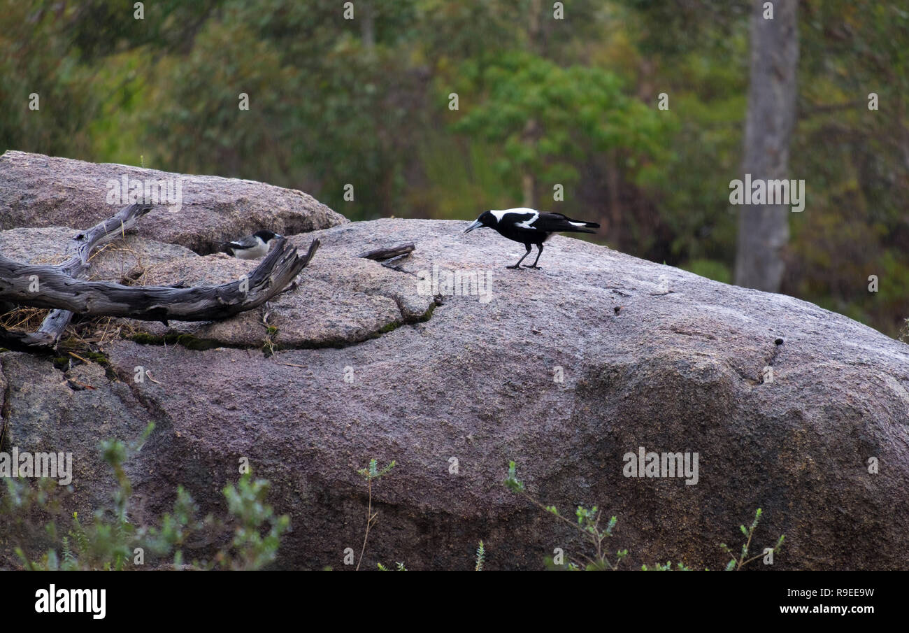 Australian magpie sitting on the stone Stock Photo - Alamy