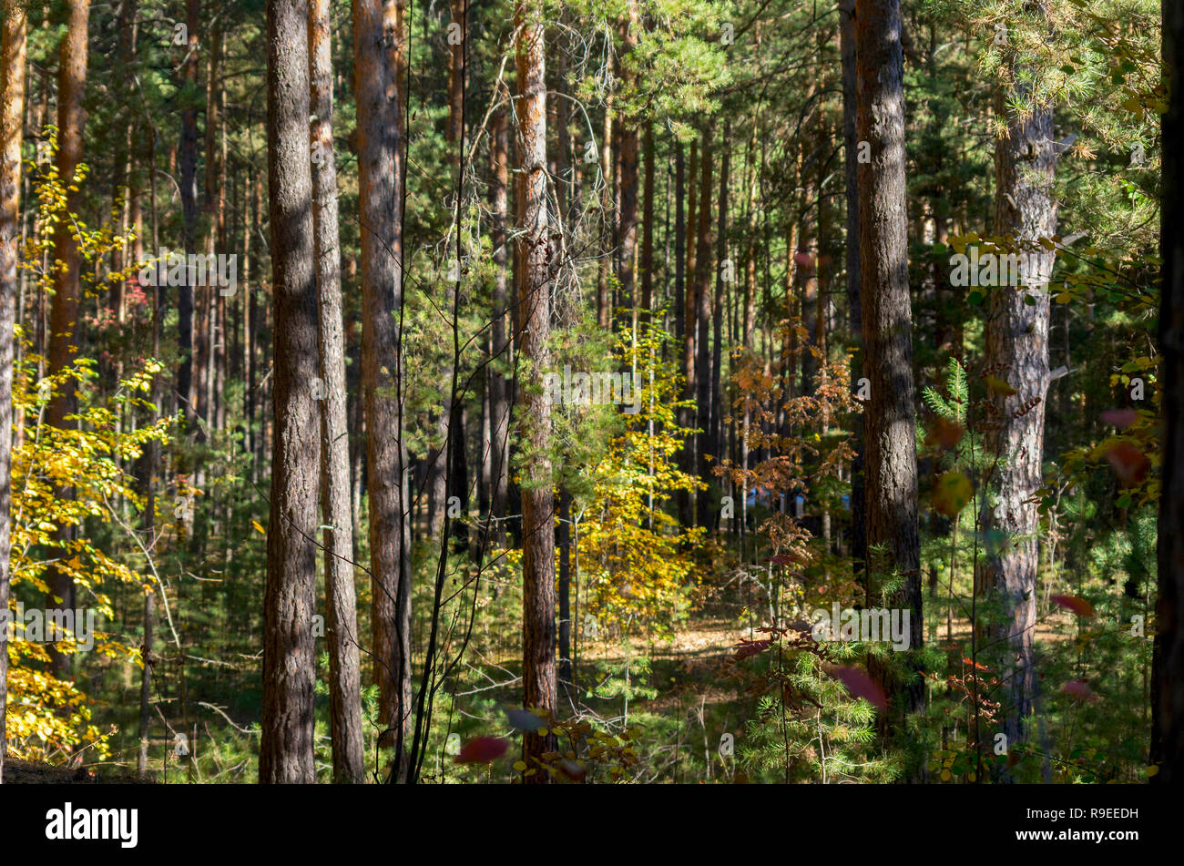 Pinewood tree hi-res stock photography and images - Alamy