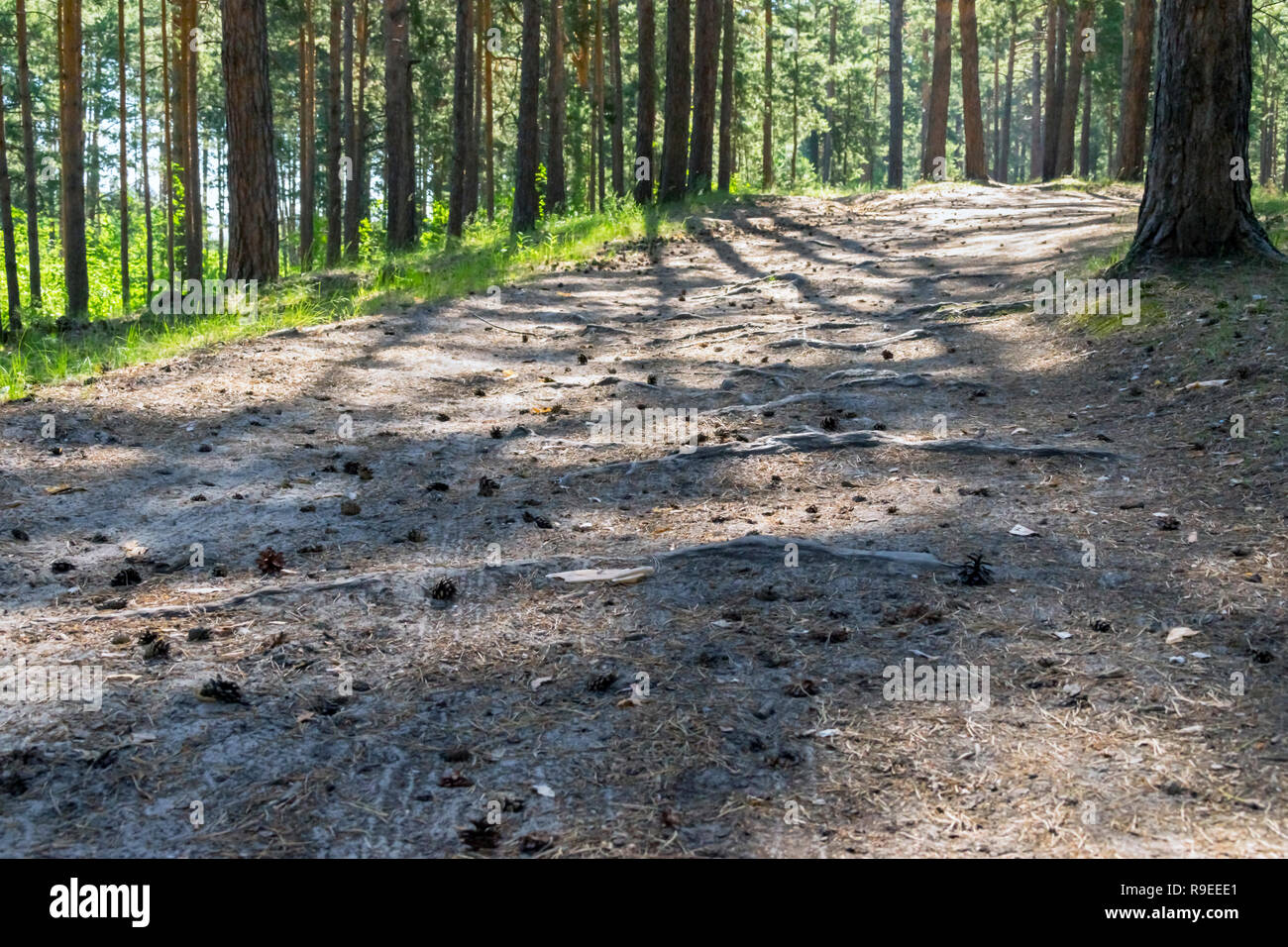 Sunny pathway in the forest on a summer day with pine trees shadows ...
