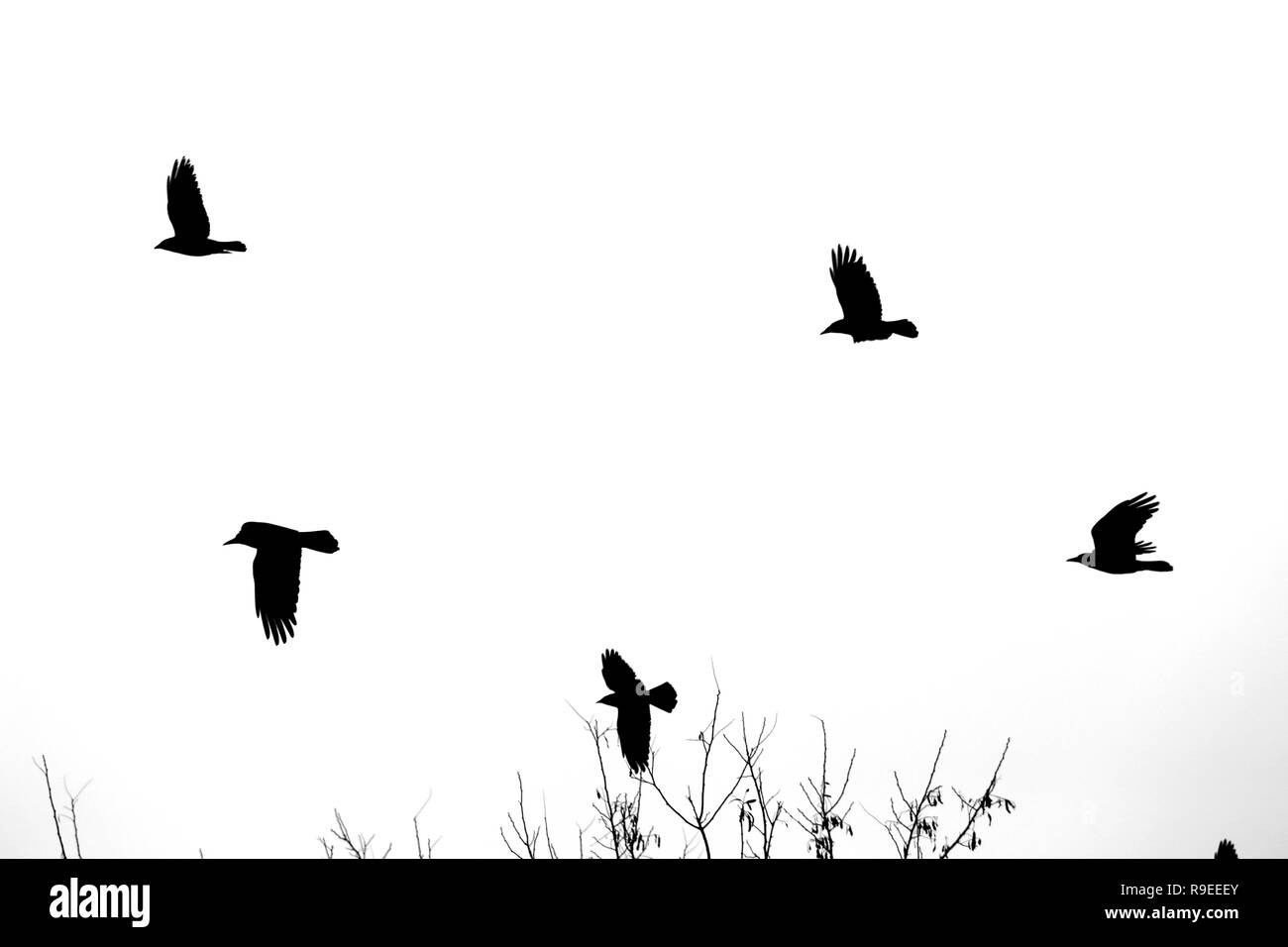 Birds Tumblr Background