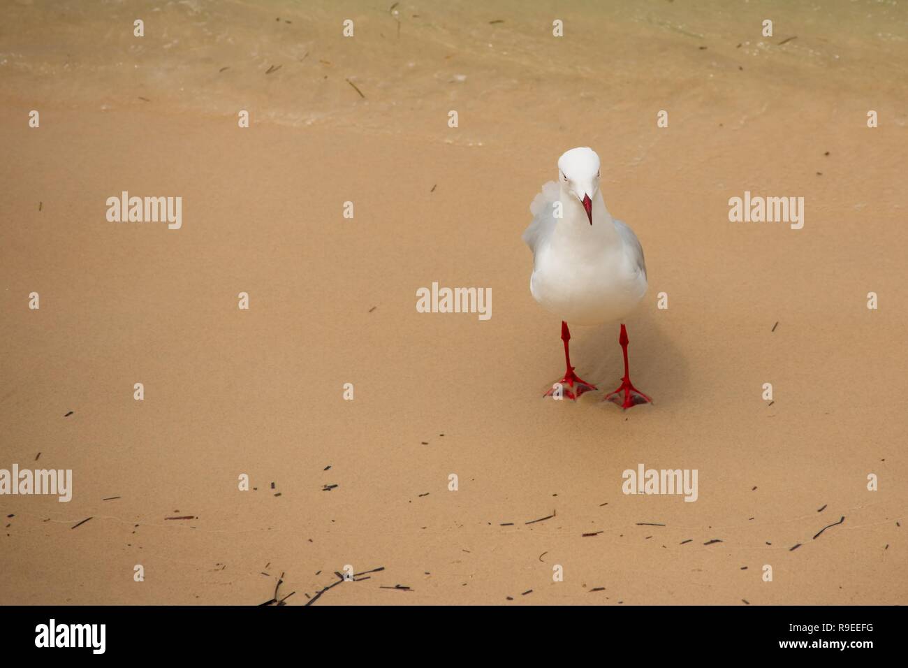 Australian seagull hi-res stock photography and images - Alamy