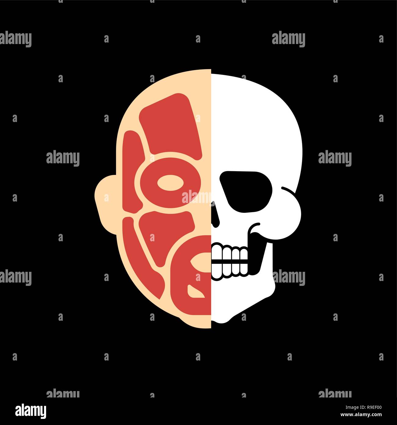 Skull and Muscular face anatomy. Bones and muscles system human head ... Skull and Muscular face anatomy. Bones and muscles system human head ...
