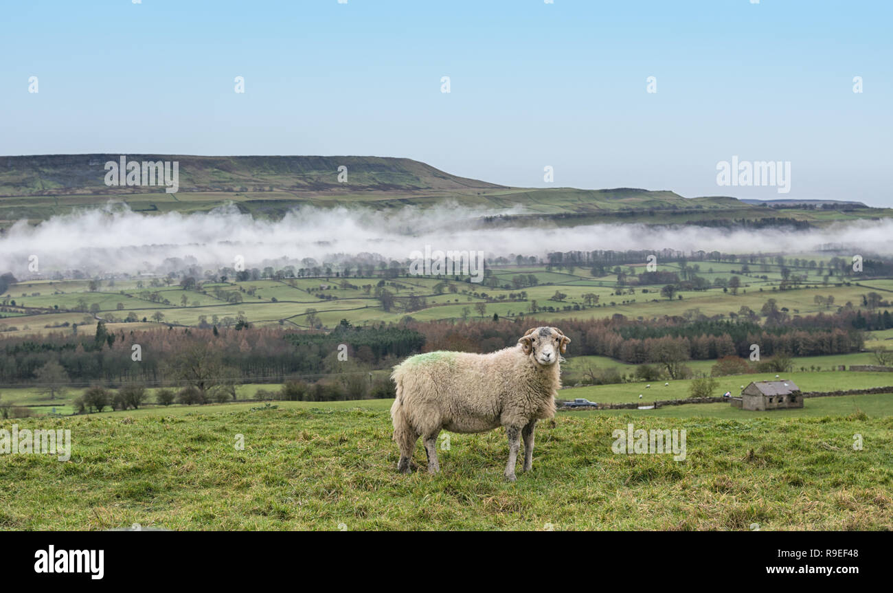 Sheep and Penhill mist in Wensleydale Stock Photo - Alamy