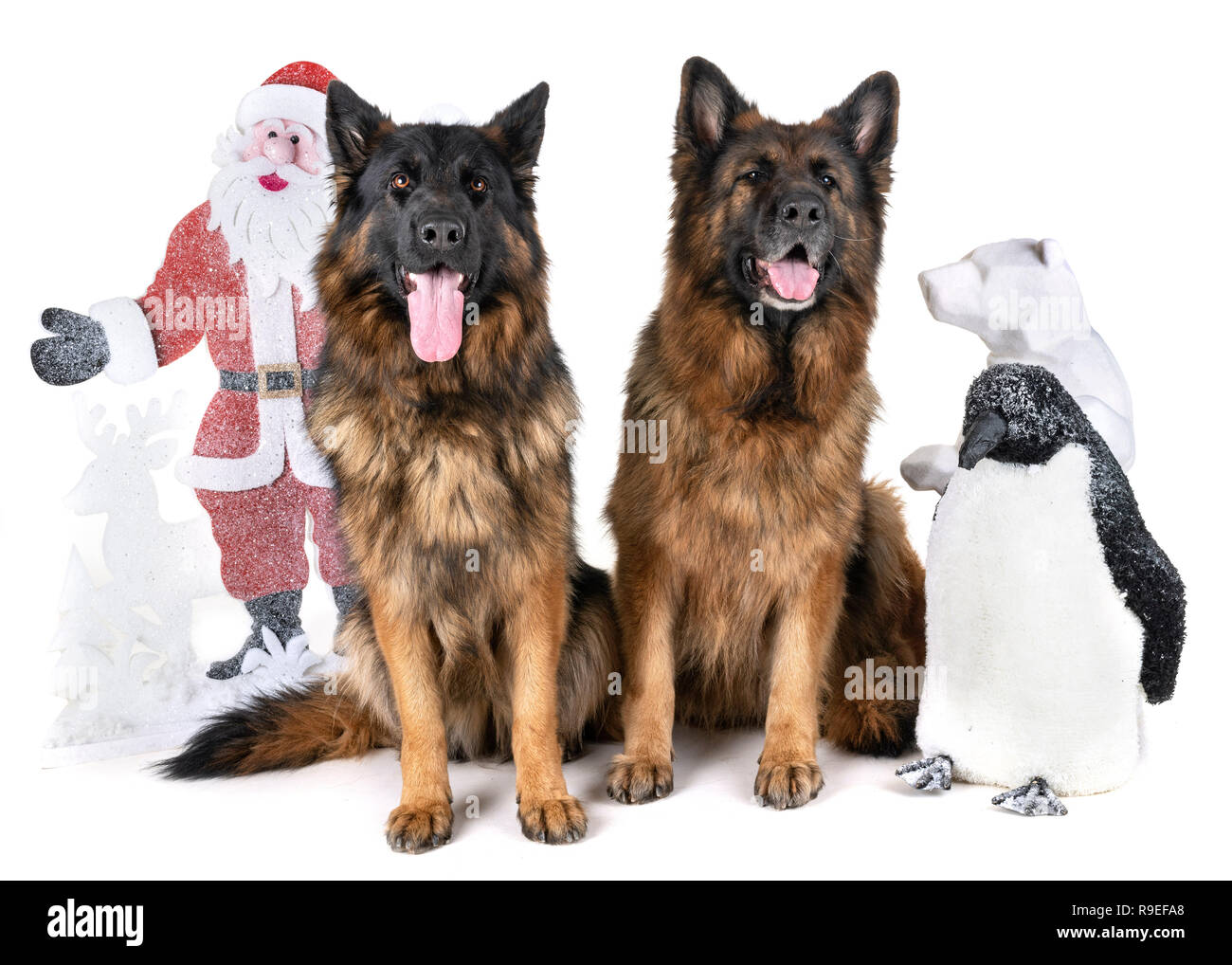 german shepherd and christmas in front of white background Stock Photo ...