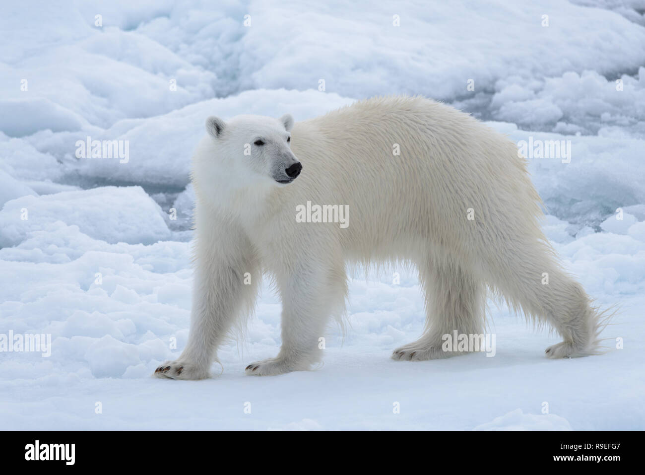 Wild polar bear on pack ice in Arctic sea close up Stock Photo - Alamy