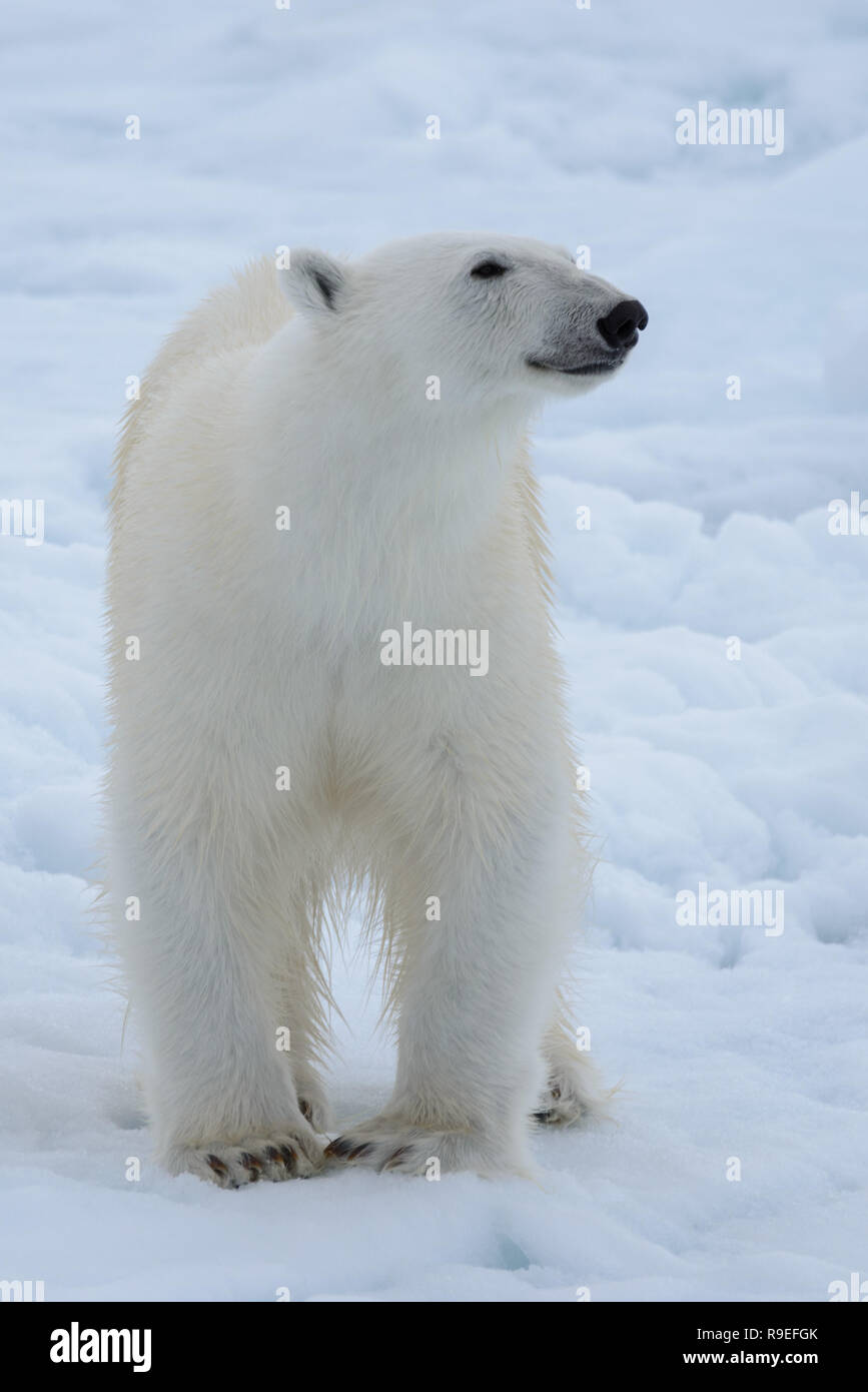 Wild polar bear on pack ice in Arctic sea close up Stock Photo - Alamy