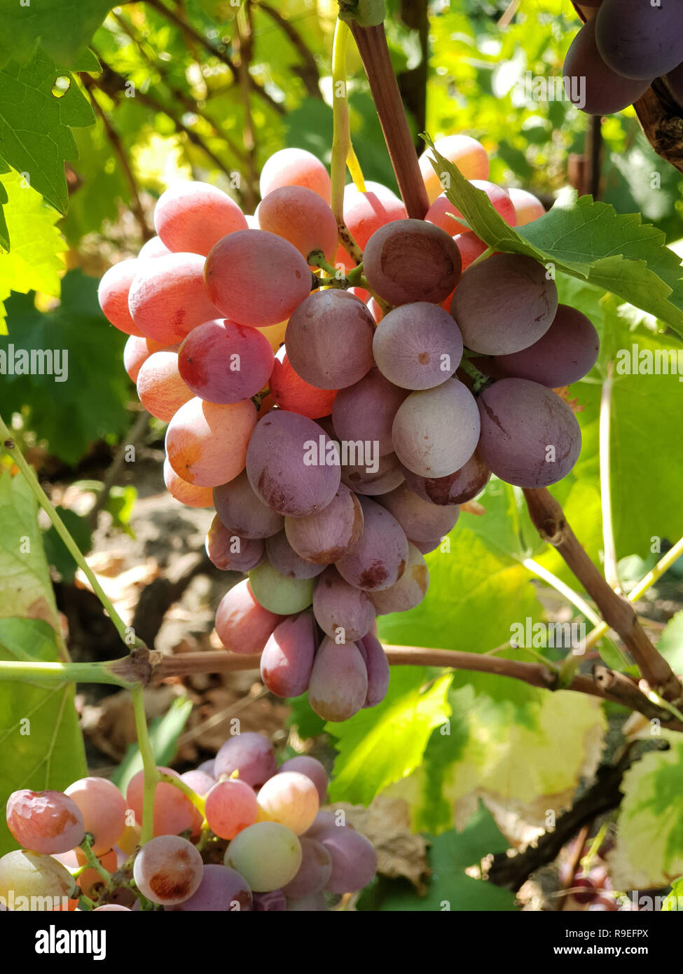 Pink table grapes on the vine. Close-up shot of grape cluster in the ...