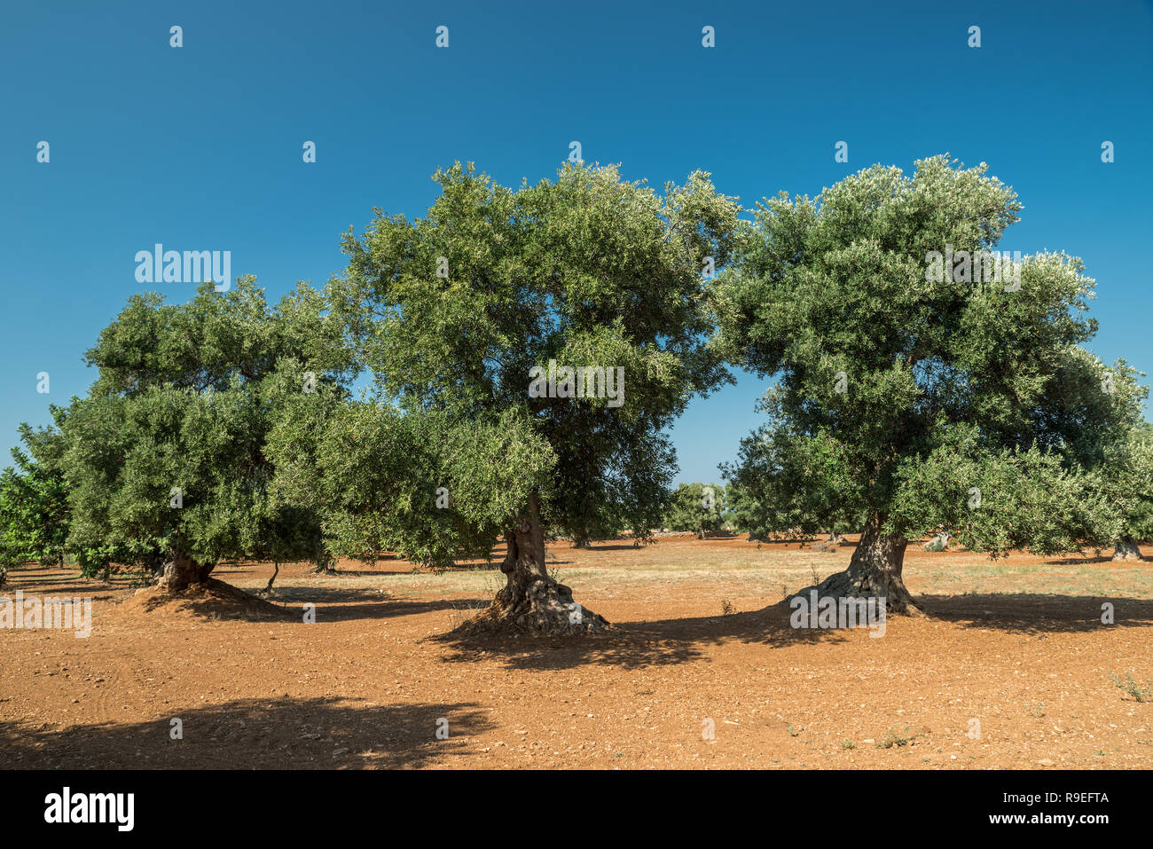 Mediterranean olive plantation with an old olive tree in the foreground ...