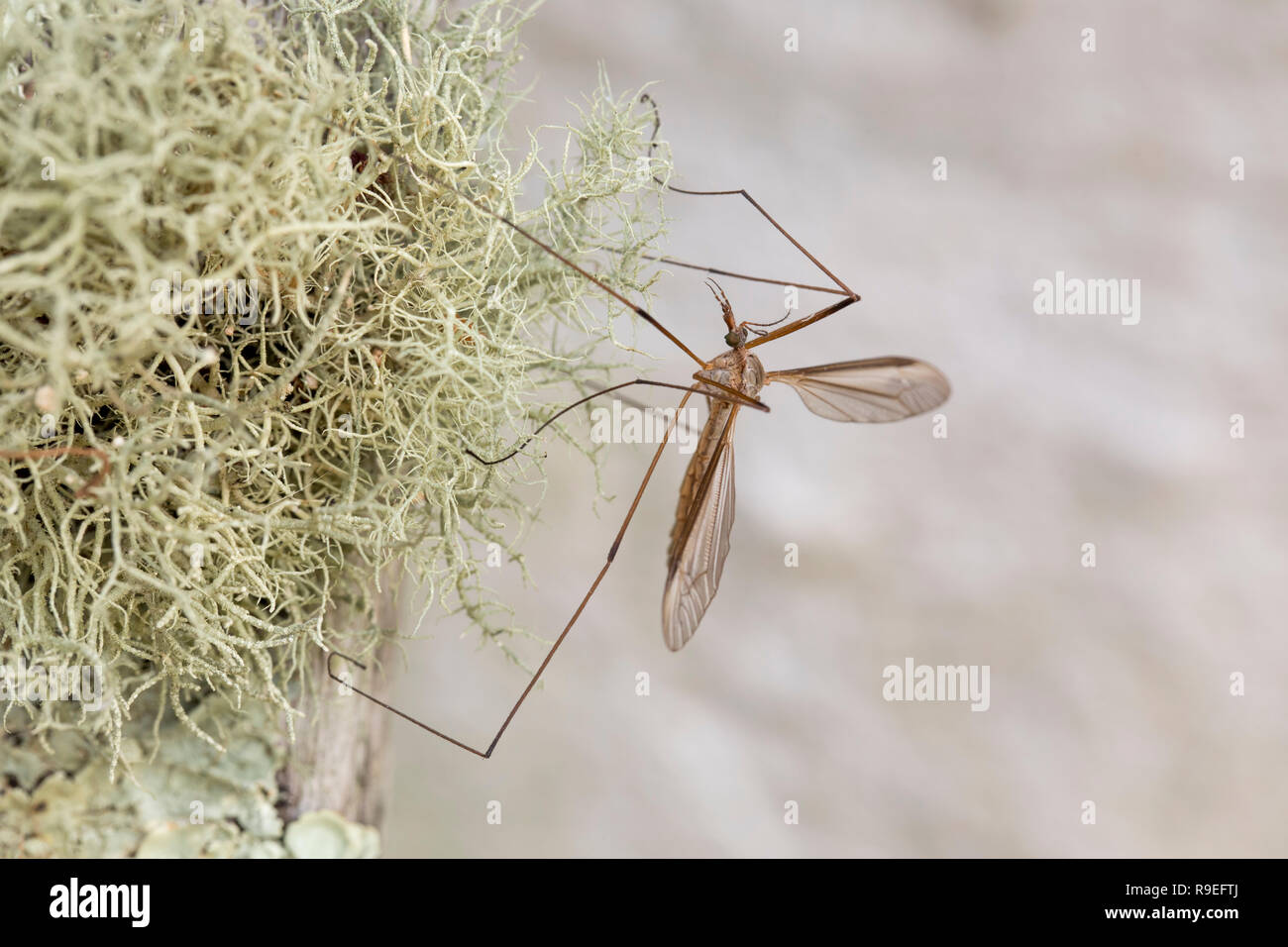 Cranefly insect uk hi-res stock photography and images - Alamy