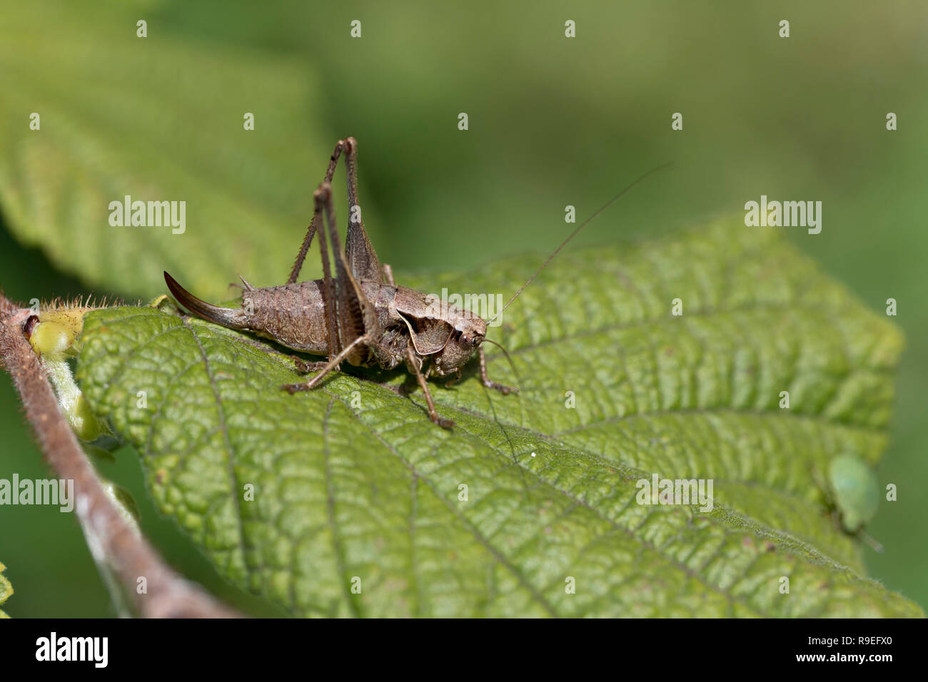 Dark Bush Cricket; Pholidoptera griseoaptera Single on Leaf Cornwall ...