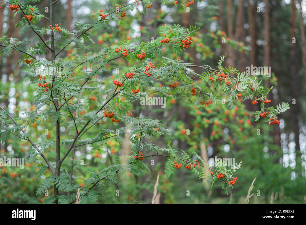 Service berry tree hi-res stock photography and images - Alamy
