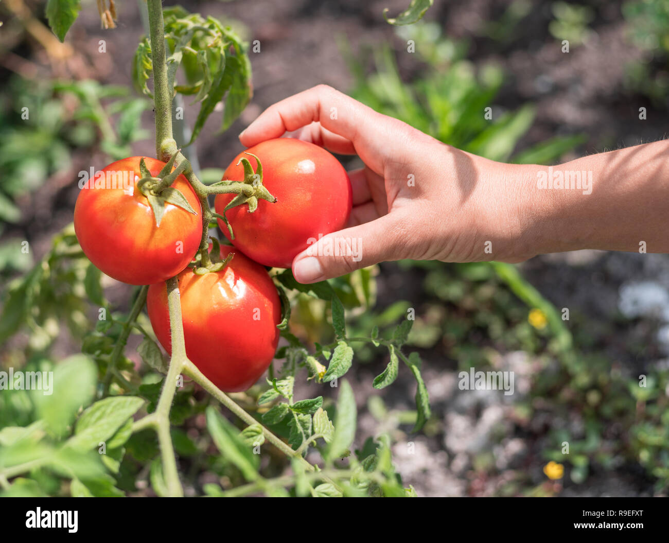 Tomato harvesting. Female hand picking tomatoes from plant Stock Photo ...