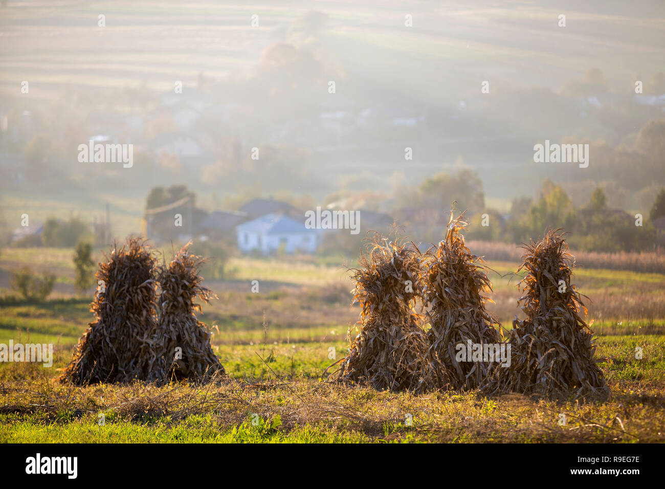 Dry corn stalks golden sheaves in empty grassy field after harvest on ...