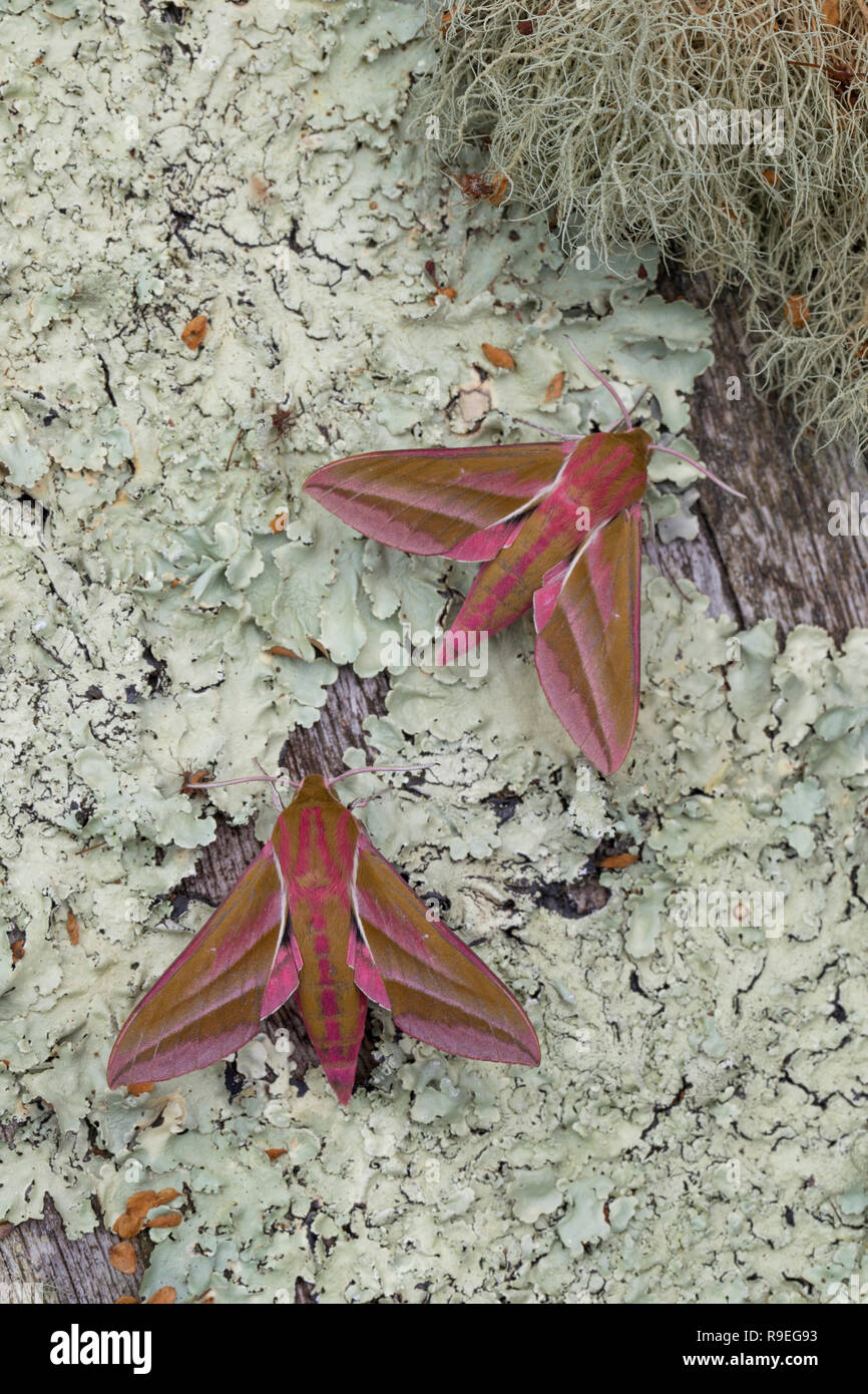 Elephant Hawk Moth; Deilephila elpenor Two on Lichen Cornwall; UK Stock ...
