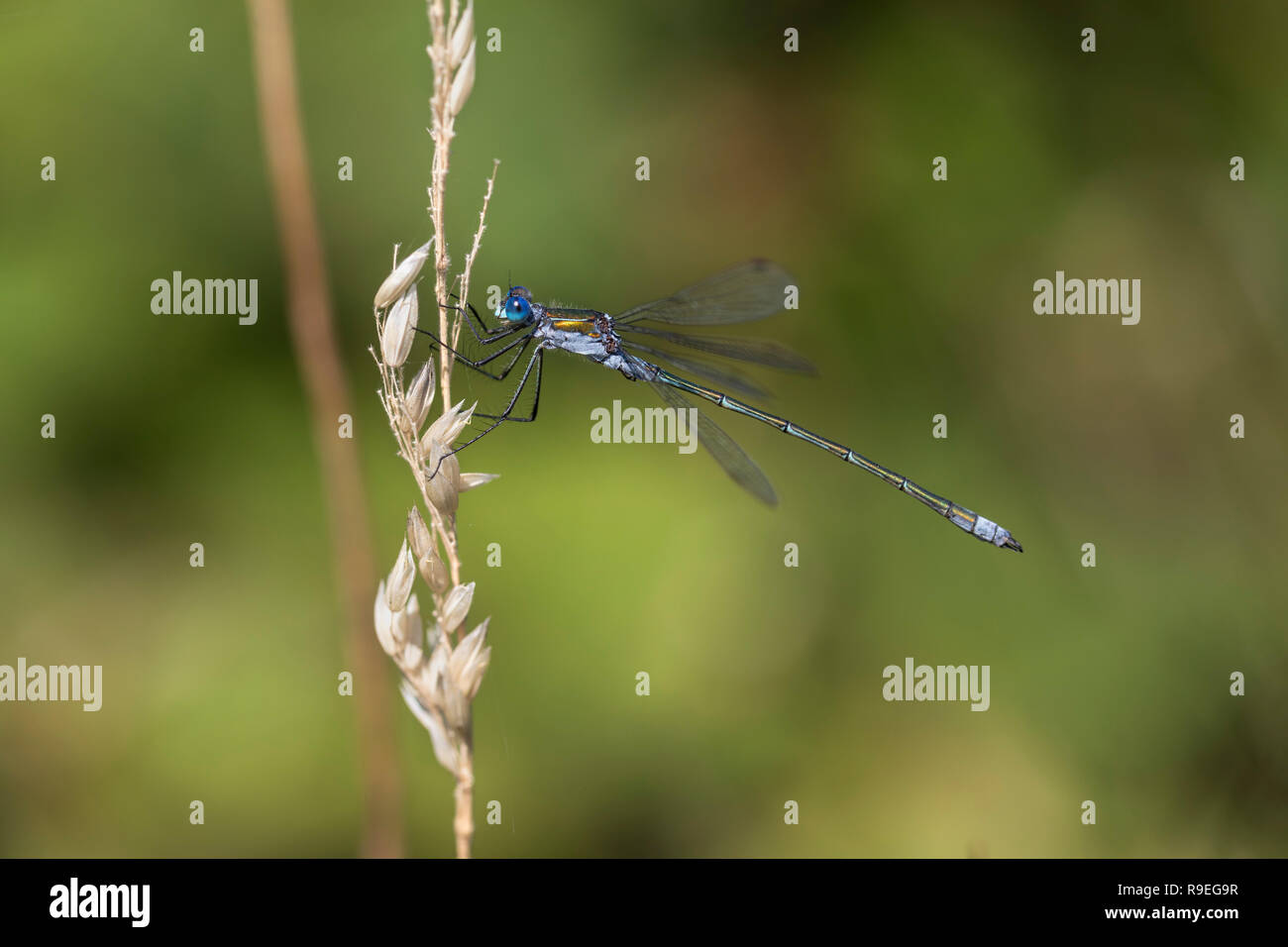 Emerald Damselfly; Lestes sponsa Single Male Cornwall; UK Stock Photo ...
