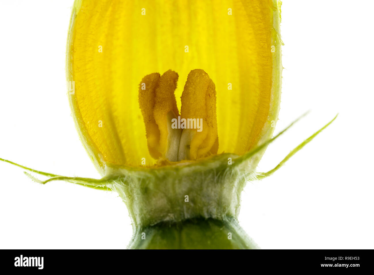 Stigma anatomy hi-res stock photography and images - Alamy