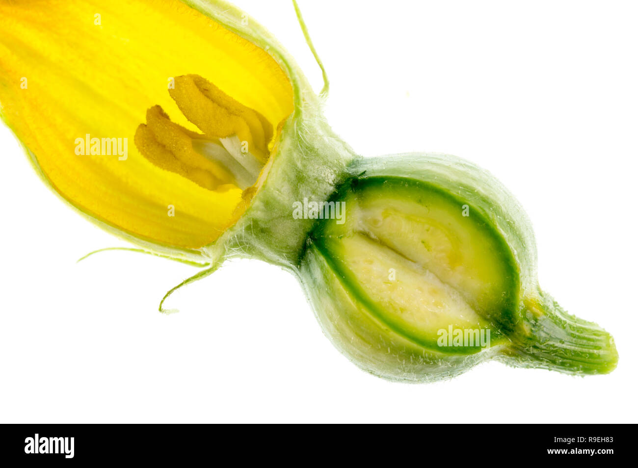 Anatomy of a flower hi-res stock photography and images - Alamy