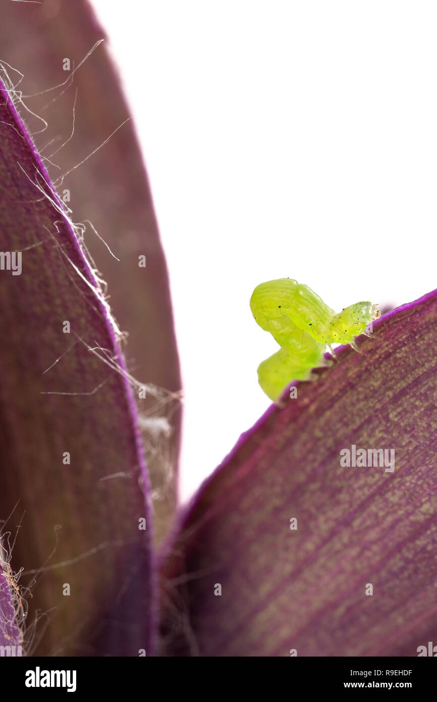 Profile of Autographa gamma larva on purple leaf edge Stock Photo - Alamy