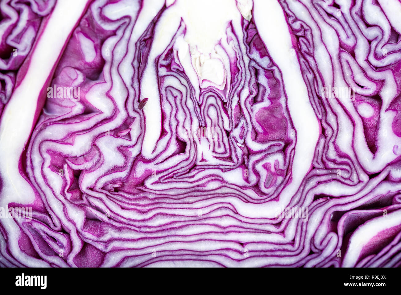 purple cabbage cut in half close up as background. clearly visible ...