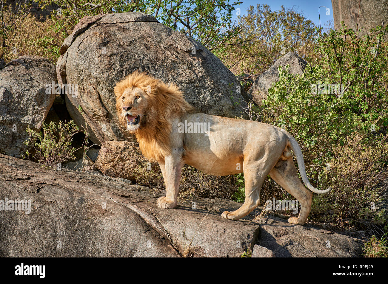 huge male lion on a kopje, Serengeti National Park, UNESCO world ...