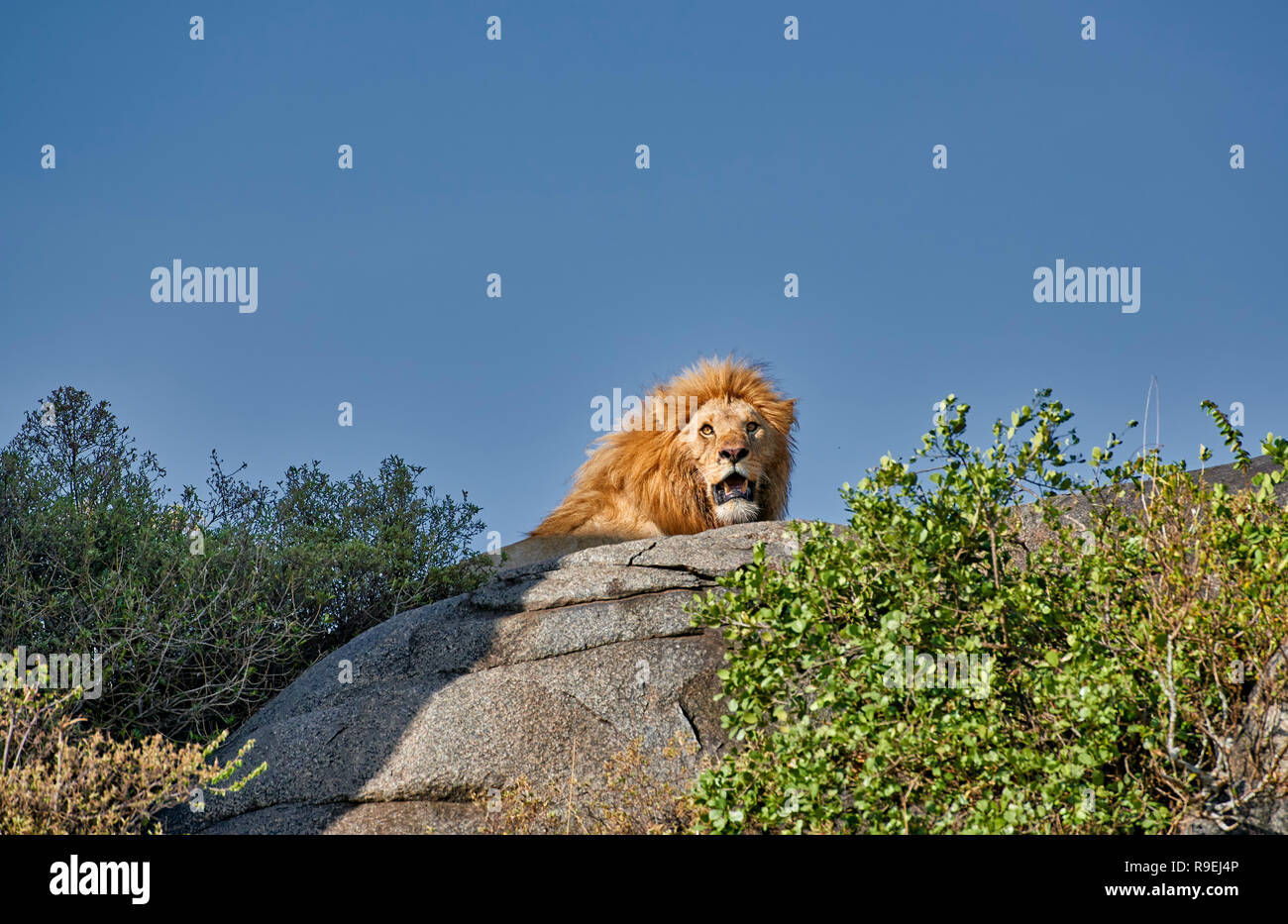 Serengeti national park kopje hi-res stock photography and images - Alamy