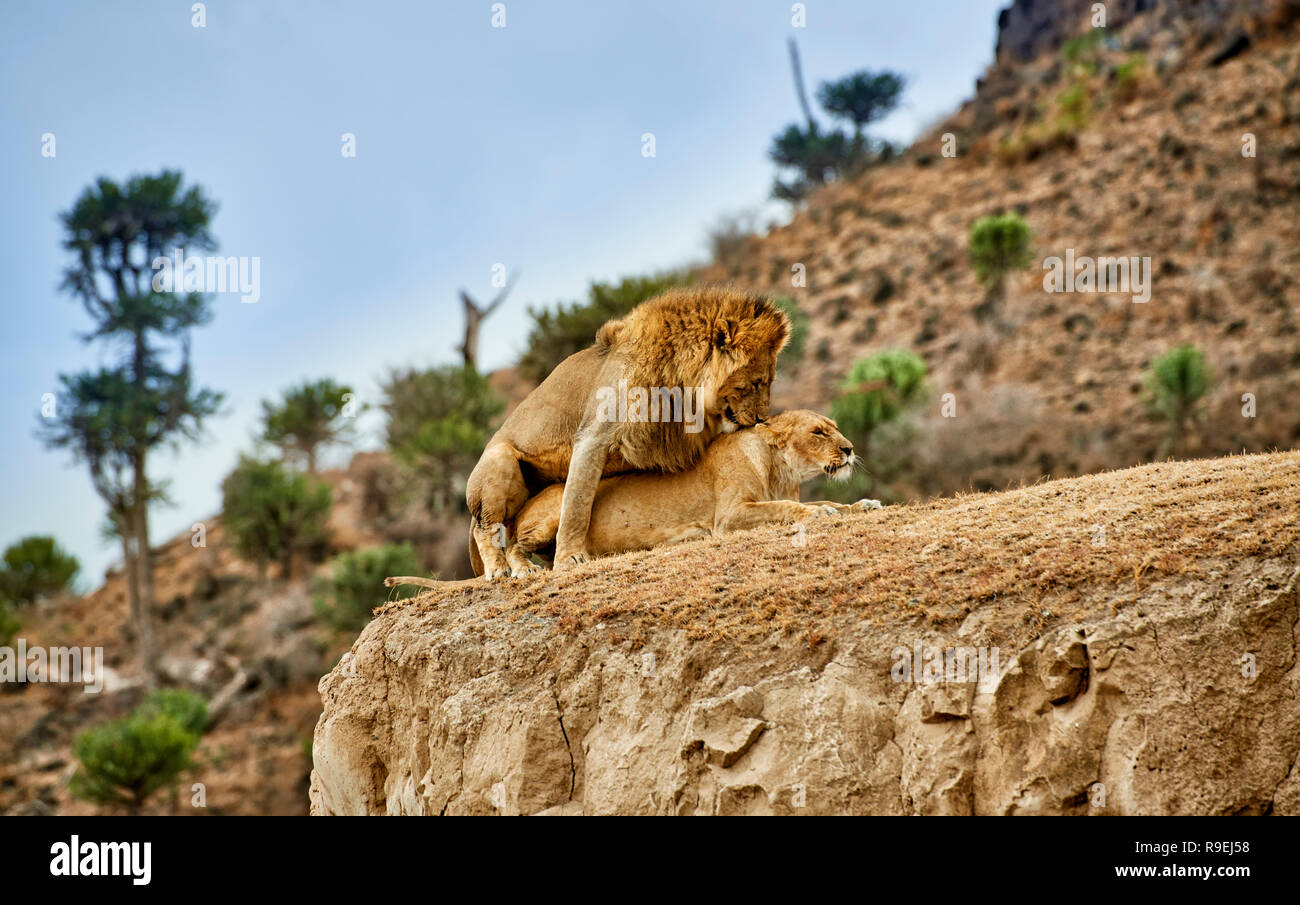 mating lions, Panthera leo, Ngorongoro Conservation Area, UNESCO world ...