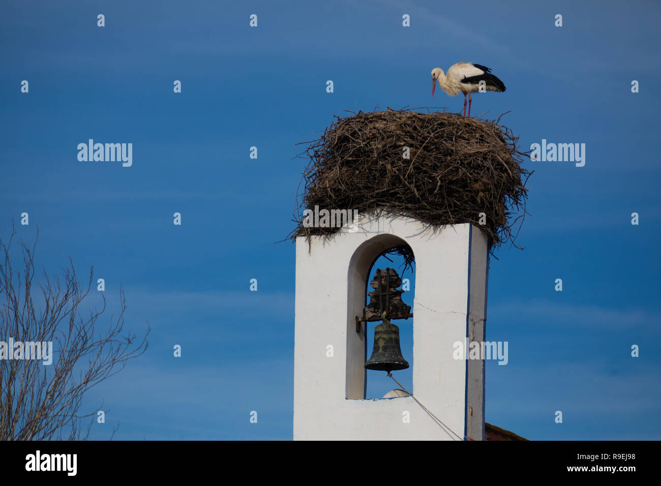 Birdlife in portugal hi-res stock photography and images - Alamy