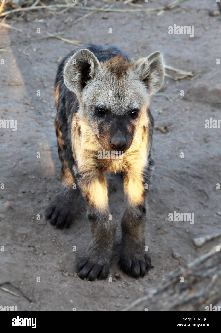 Hyena baby hi-res stock photography and images - Alamy