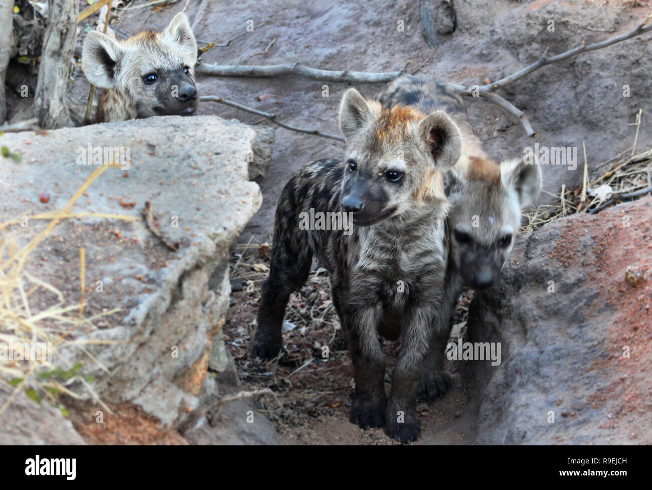 Pack of playful spotted hyena babies, Kruger National Park, South ...