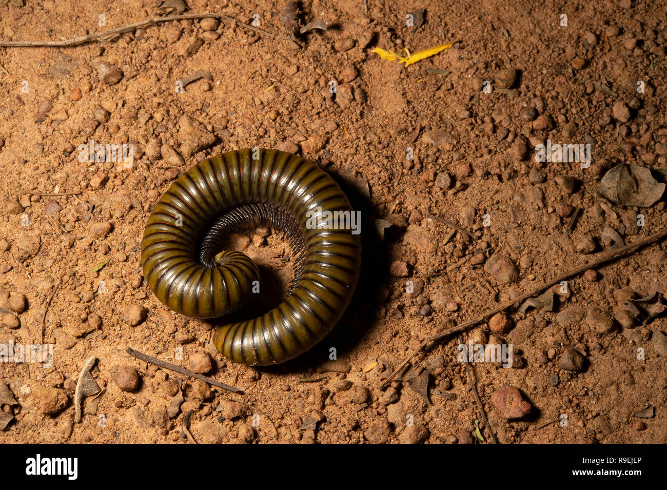African giant milepede, Mardonius parilis acuticonus, Spirostreptidae ...