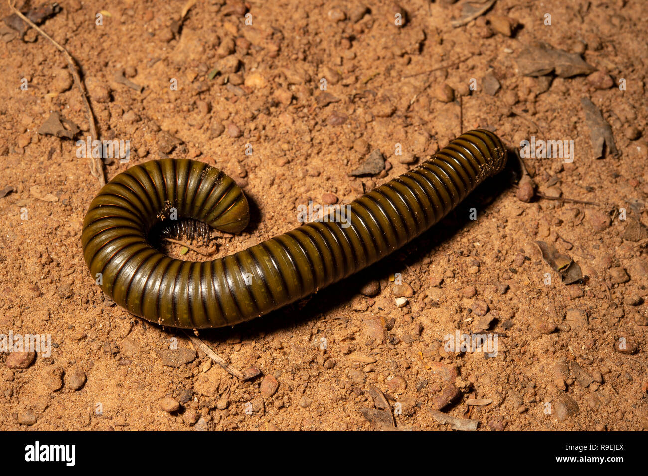 Mardonius High Resolution Stock Photography and Images - Alamy