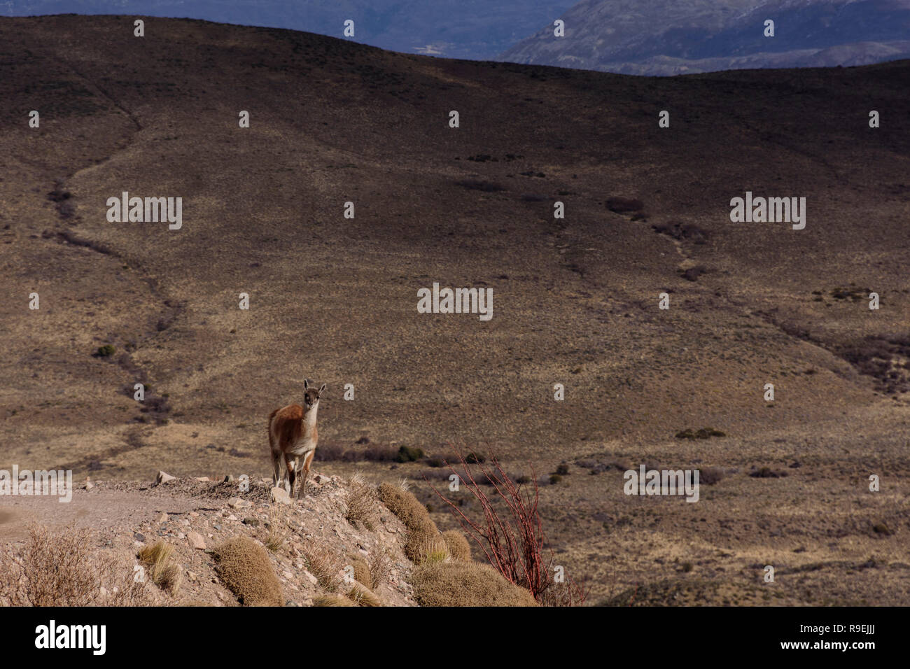 Guanaco on its environment in Patagonia, Argentina Stock Photo - Alamy