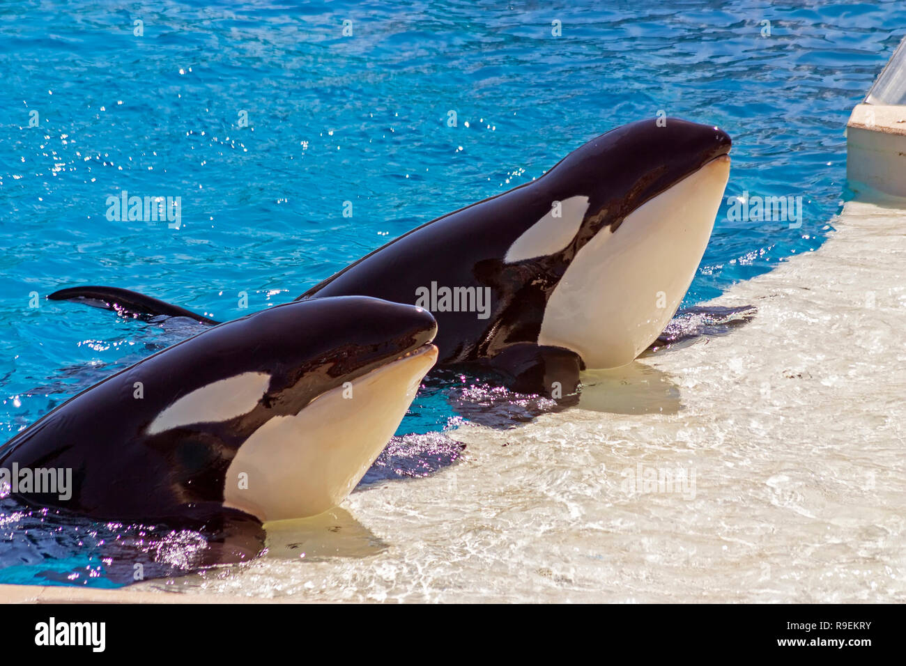 Two killer whale on the water Stock Photo - Alamy
