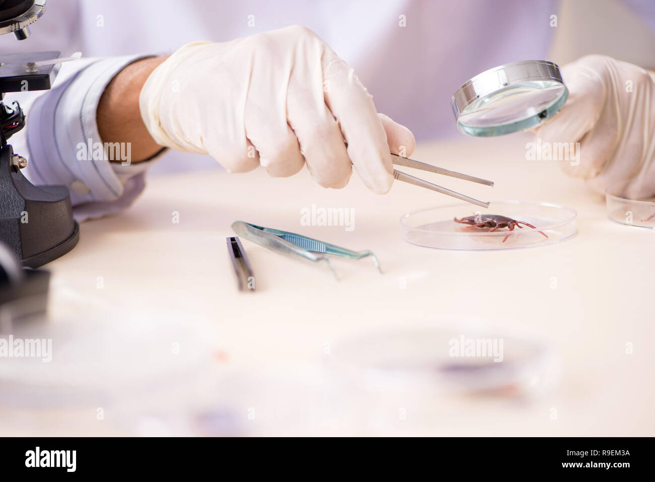 Male entomologist working in the lab on new species Stock Photo - Alamy
